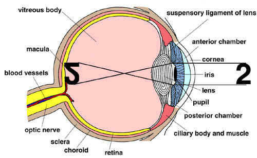 Normal Vision Children s Wisconsin