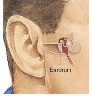 ear drum